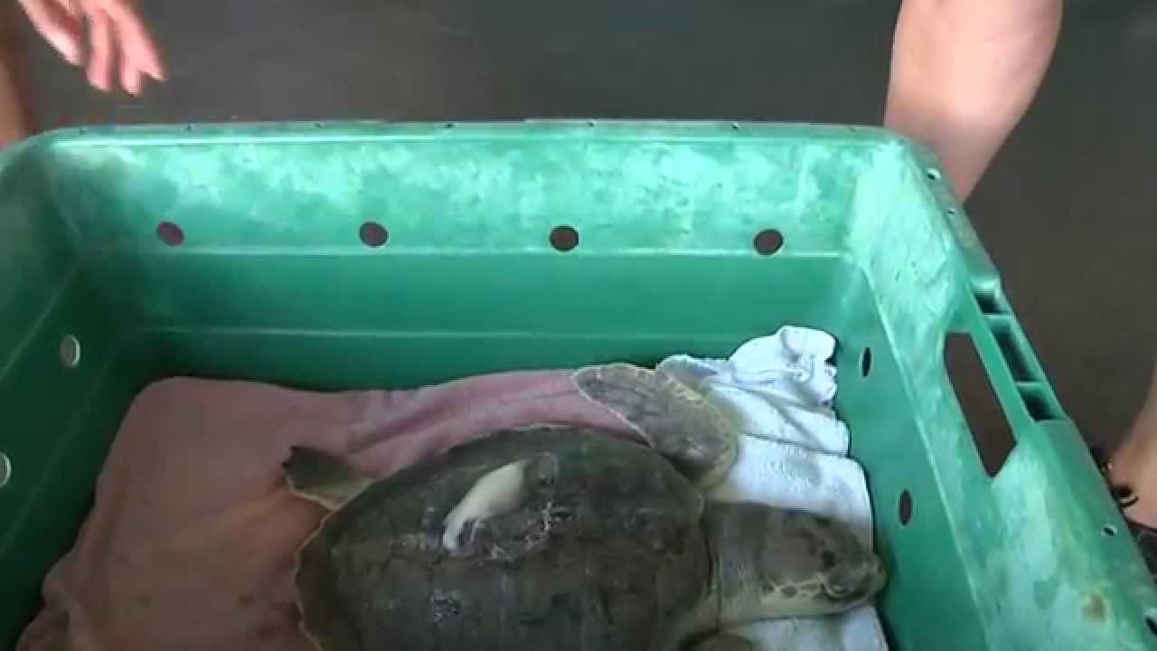 On The Water Vlog - Episode 9 - Sea Turtle Surgery & Release - YouTube