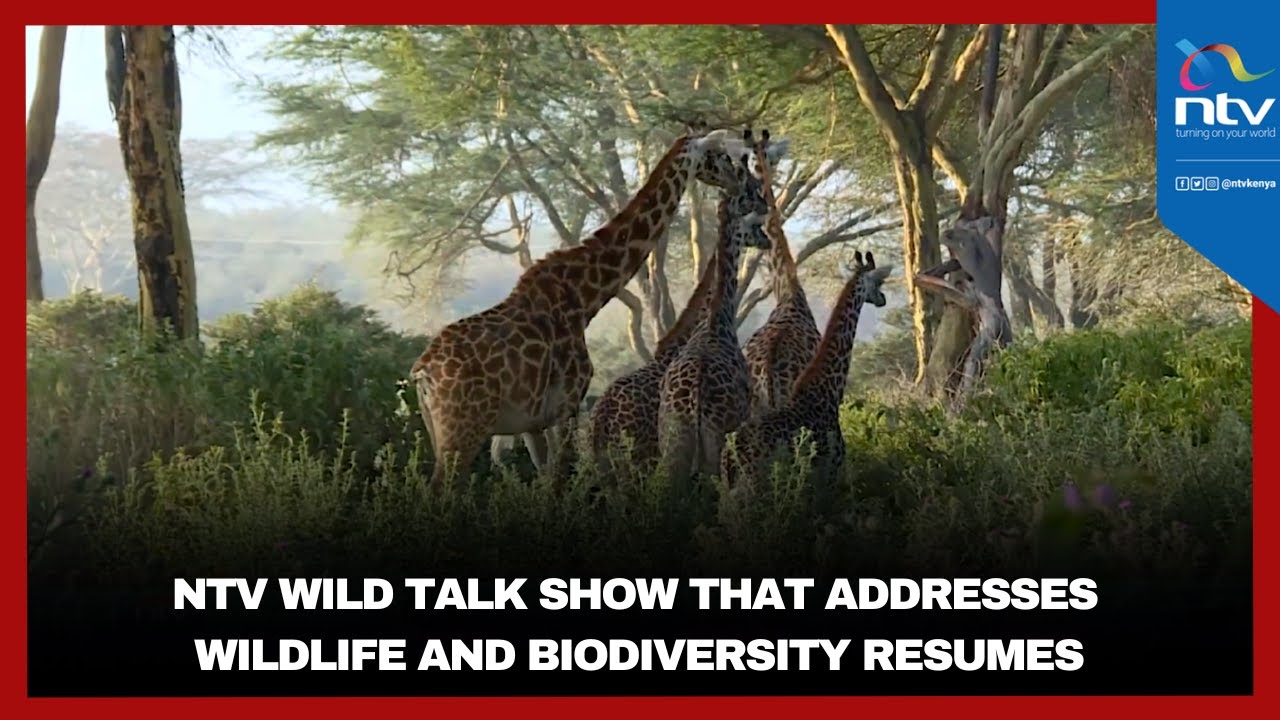 NTV Wild Talk show that addresses wildlife and biodiversity resumes ...