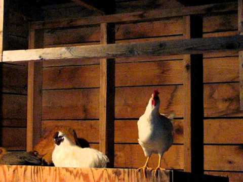 Cackle Cackle - YouTube