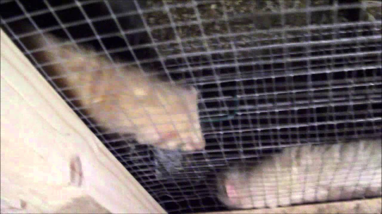 Ferret vs Rat - YouTube