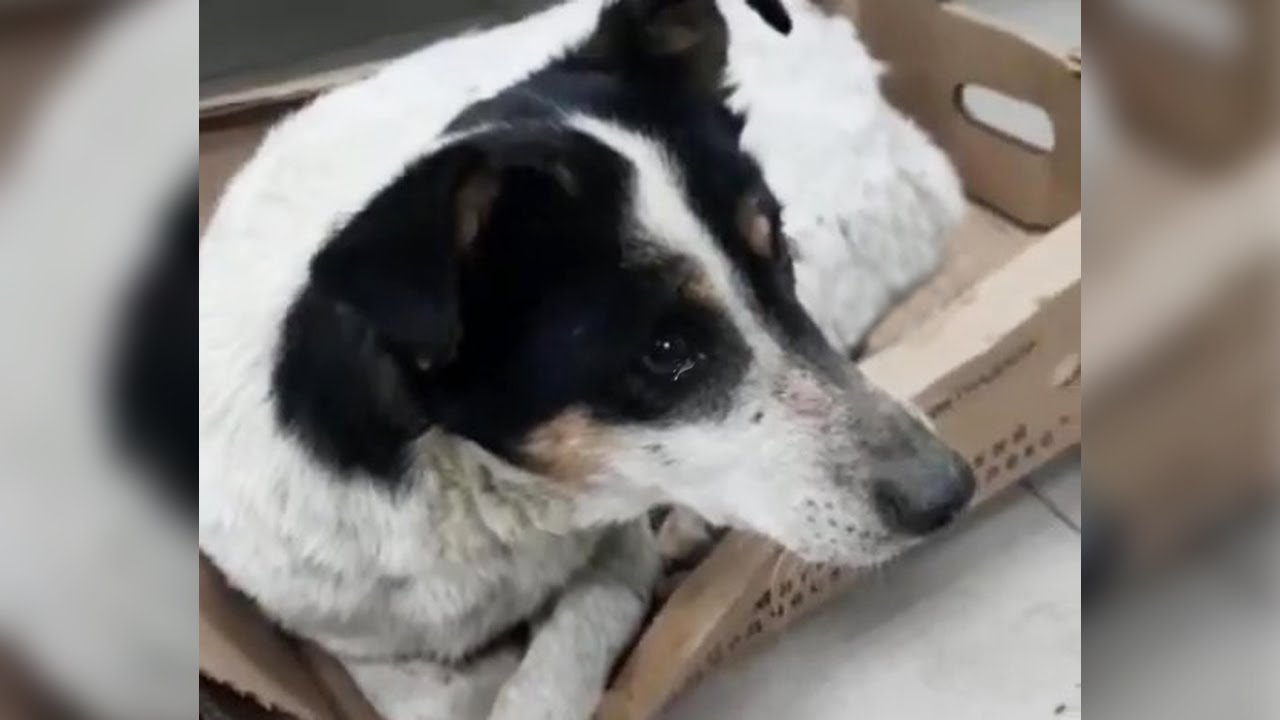 After that shock, the dog couldn't stand up even though she was healthy ...