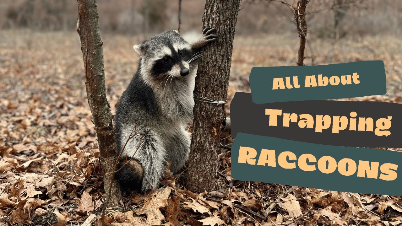 All About Trapping Raccoons - Eason Season - YouTube