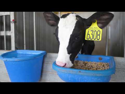 Fazenda Real - Cliente Progressive Semex