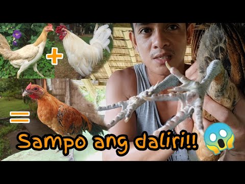 Manok na Sampo ang daliri Swerte Daw?