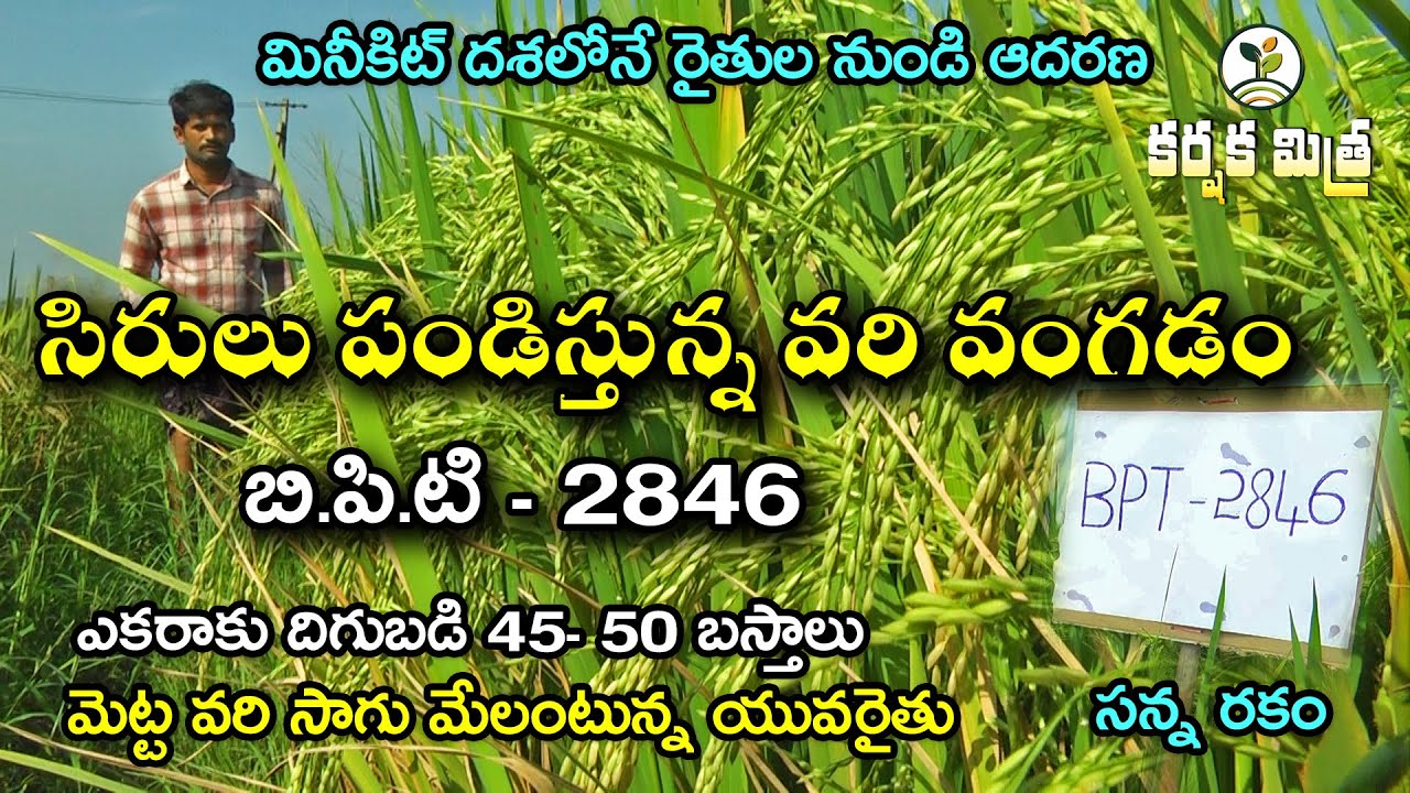 సన్న వరి రకాల్లో శ్రేష్ఠం బి.పి.టి - 2846 || New Paddy Variety BPT ...