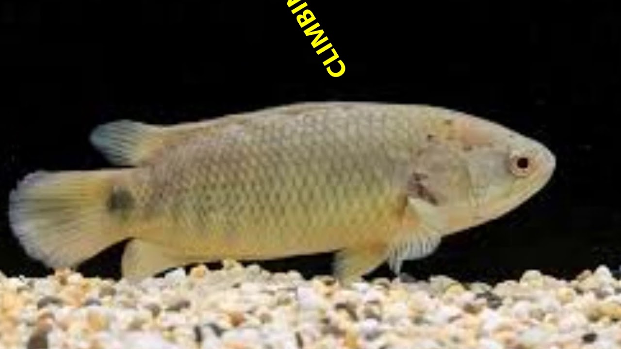 Air breathing || aquarium || fish || swimming - YouTube