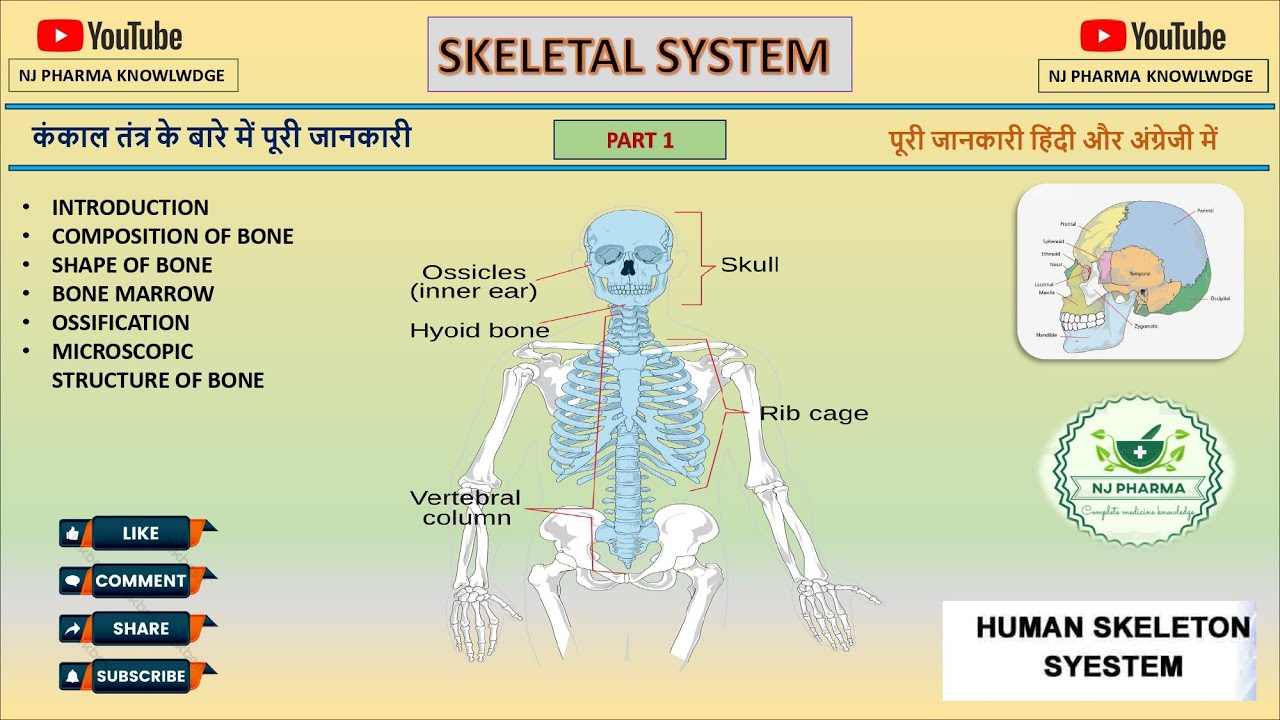 SKELETON SYSTEM LECTURE 1 | Human anatomy and physiology | biology ...