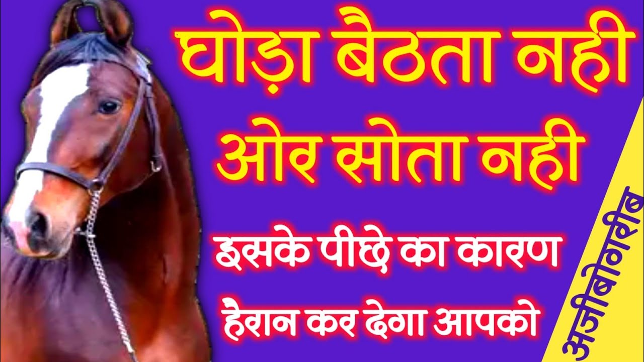 घोड़ा कभी सोता क्यों नही ! Horse Facts ! Horse ! Ghoda ! Amazing Facts ...