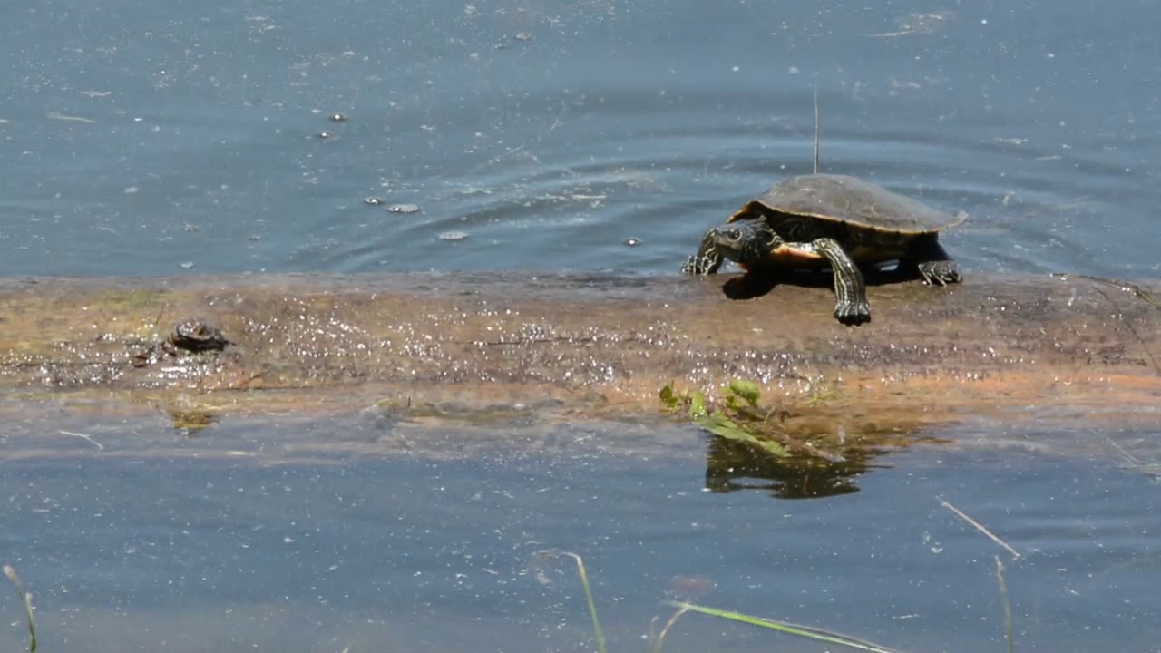 Lumberjack Turtles Log Rolling - YouTube