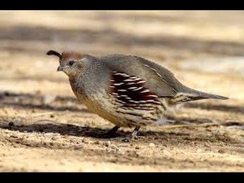 como cocinar cotuchas, codorniz - YouTube