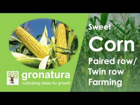 Sweet Corn (PART2), Paired row / Twin rows, farming - YouTube