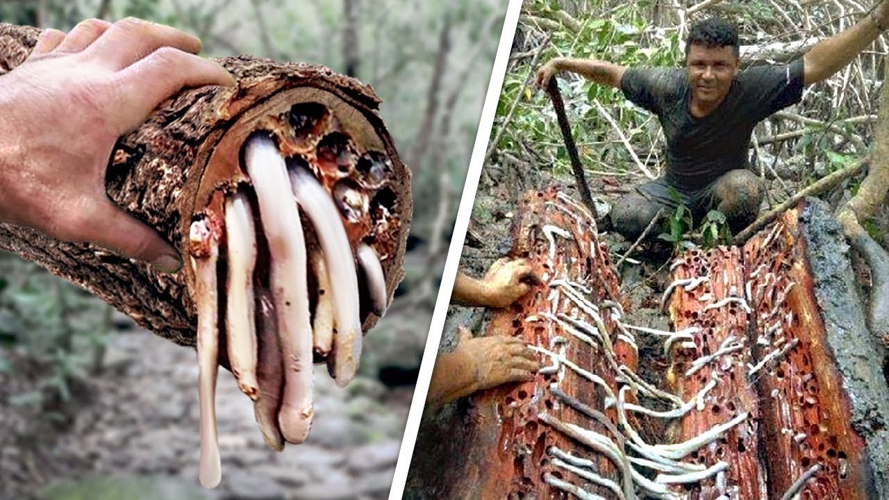 It Looked Like a Normal Tree With Worms, but It's Actually Food! - YouTube