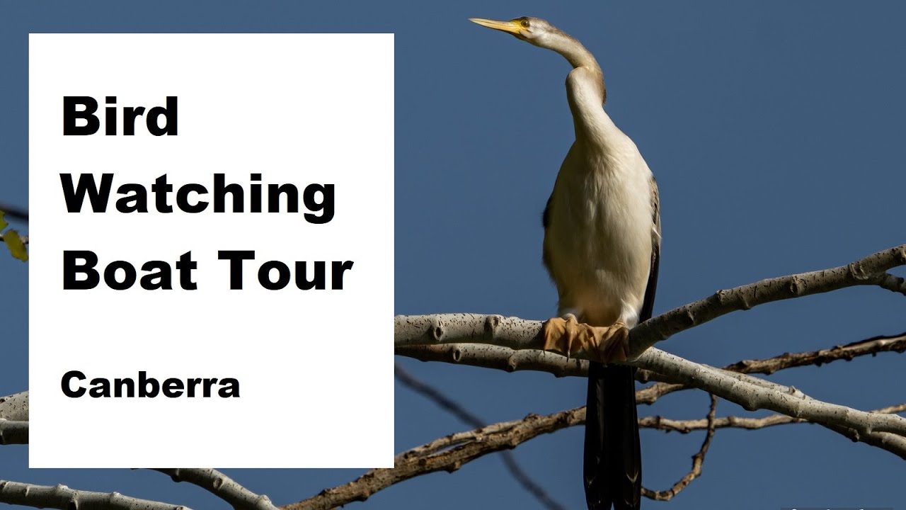 Bird Watching Boat Tour Canberra 2020 - YouTube