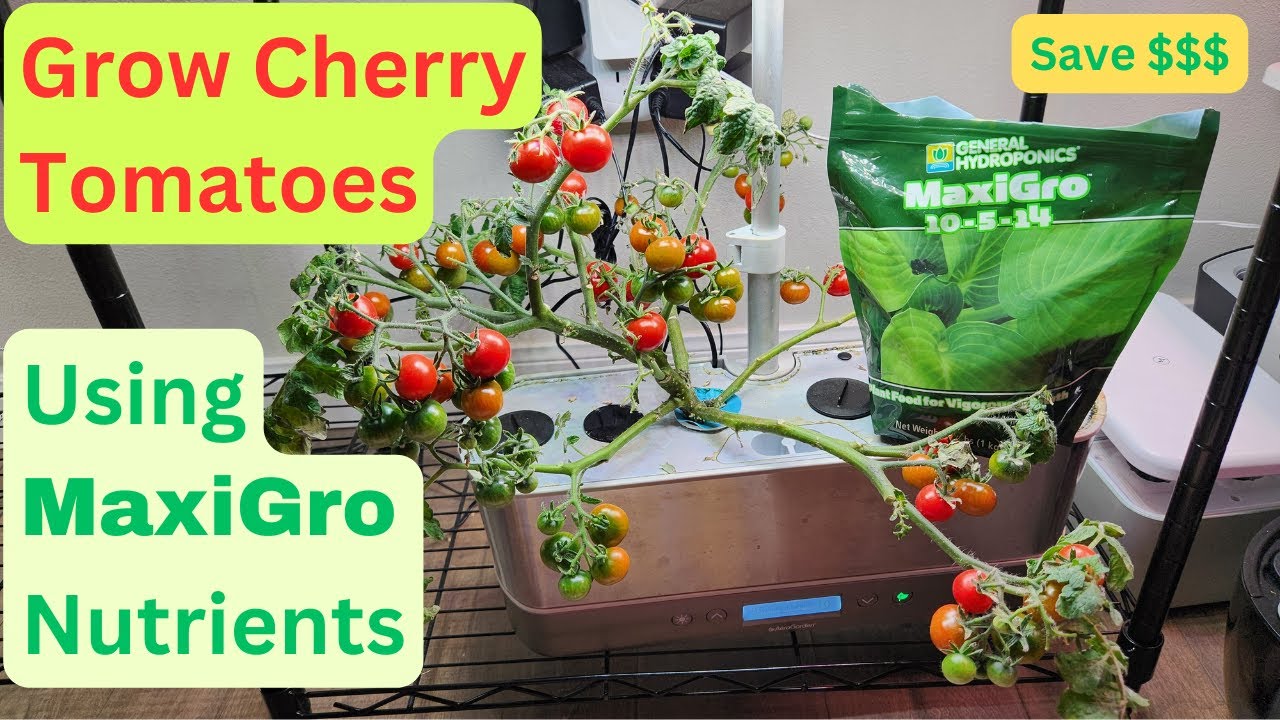 Grow Cherry Tomatoes using MaxiGro nutrients, in Aerogarden Harvest ...