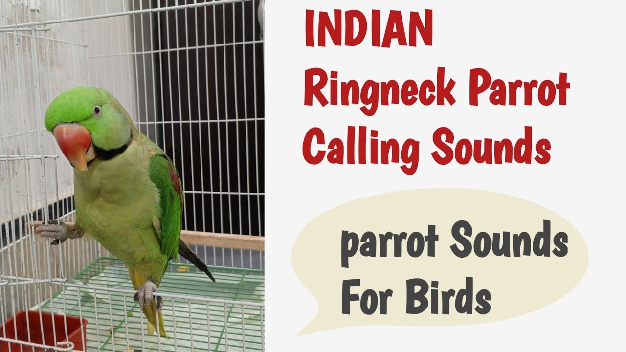 Parrot Calling Sounds | Parrot Sounds For Birds @ParrotReels - YouTube