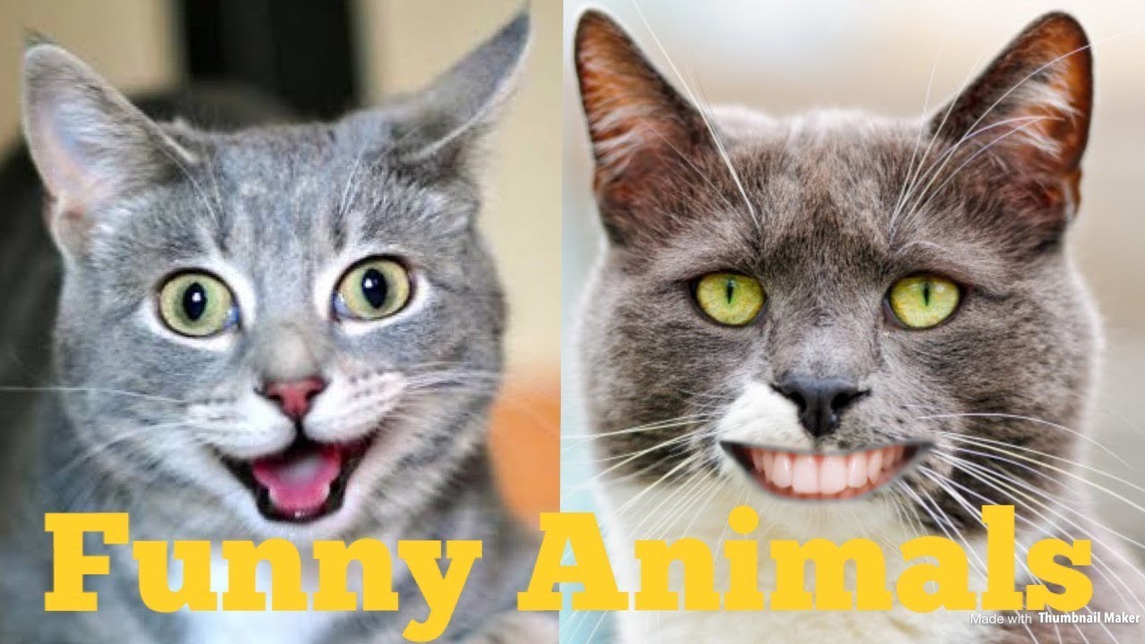 Funny Animals| Hindi Dubbed | Talking Animals | Chetan Sehgal Vines ...