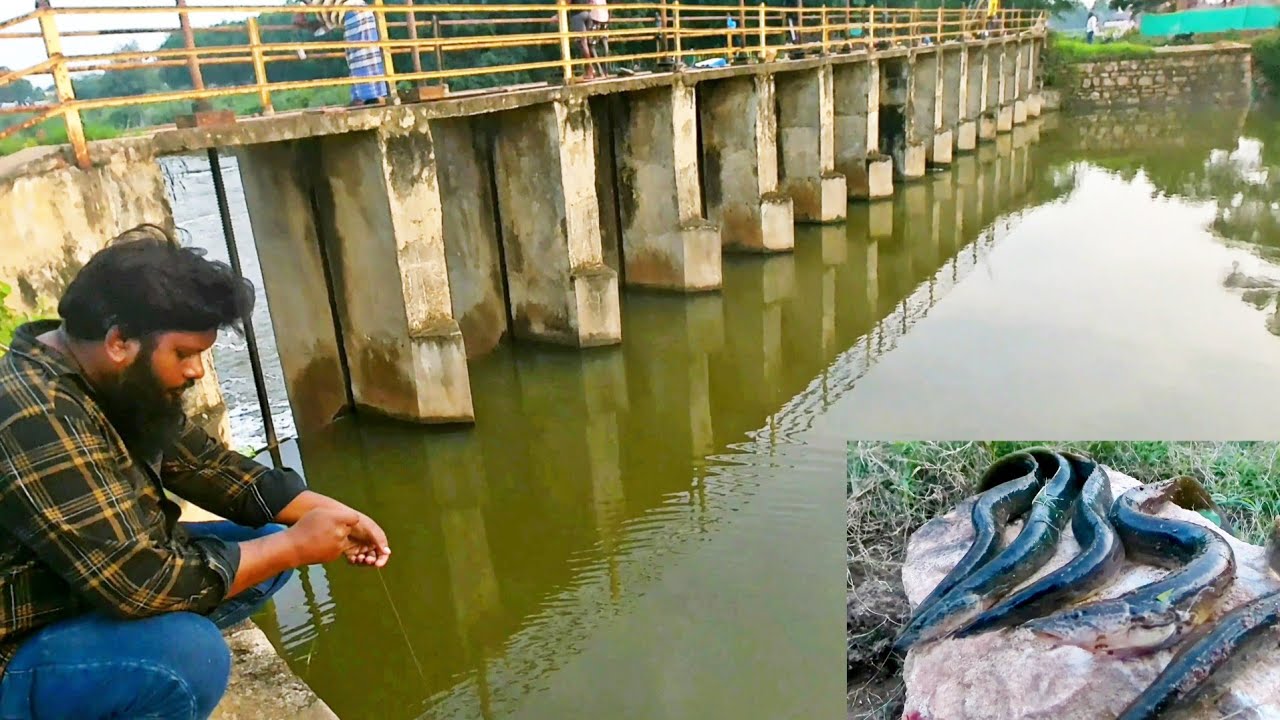 Bam Machhali pakdane Ka Tarika | बाम मछली का चारा | Bam Fishing ...