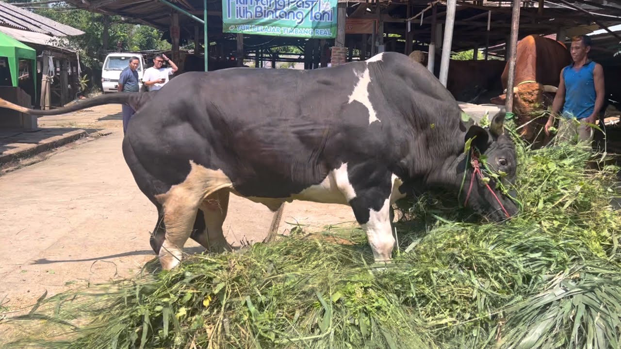 ATRAKSI SAPI BELGIAN BLUE BEROTOT BINTANG TANI‼️🔥🔥🔥 - YouTube