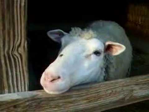 Burping Sheep - YouTube
