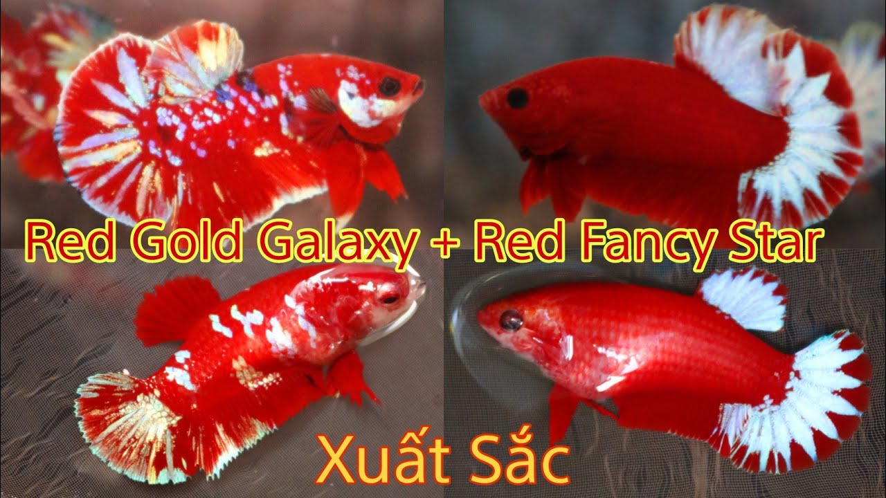 Đợt cá siêu hot Red Gold Galaxy, Red Fancy Star VIP chuẩn hàng làm ...