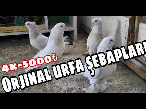 Orjinal Urfa Şebap Güvercin.