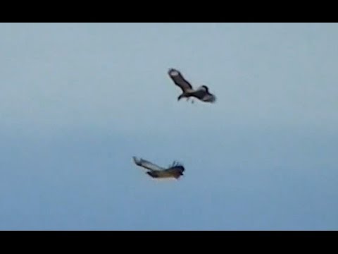 Briga de Animais - Carcará versos Águia Chilena - Animal Fights - YouTube