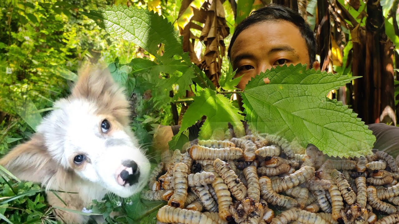 Cooking Stinging Nettles and wood worm with my partner Toby who got ...