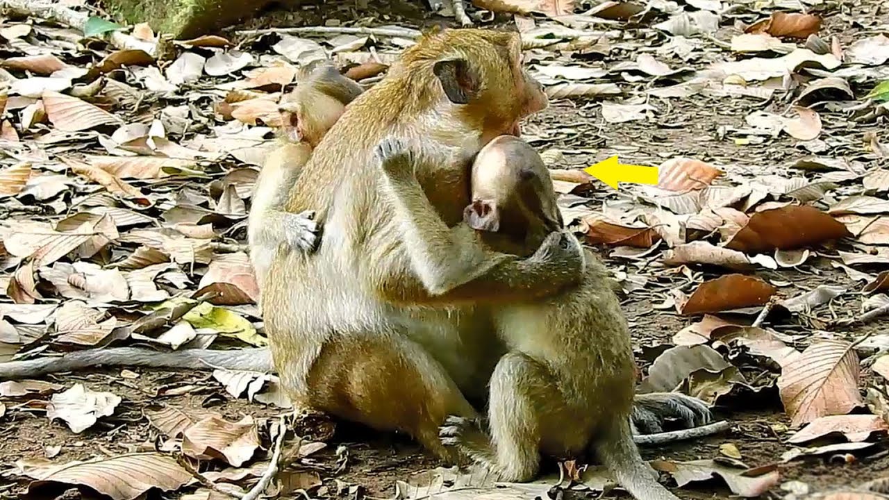 How Sweet pea & small monkeys playing cute moments | Good relationship ...