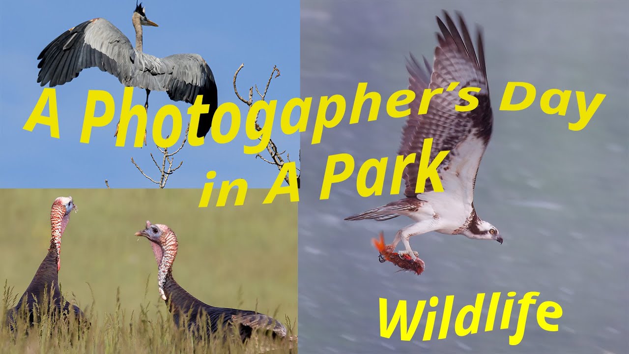 4K - A Day in the Wilderness: A Photographer's Wildlife Exploration in ...