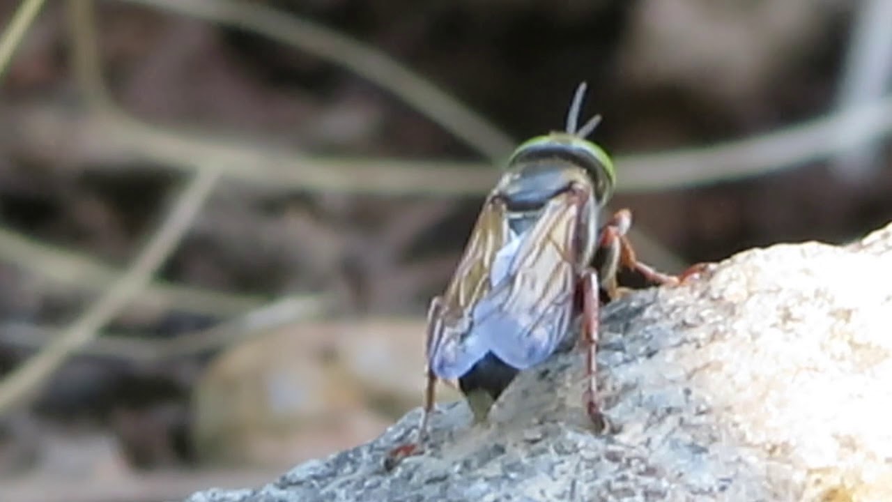 Green-eyed Wasp (Tachytes distinctus) - YouTube