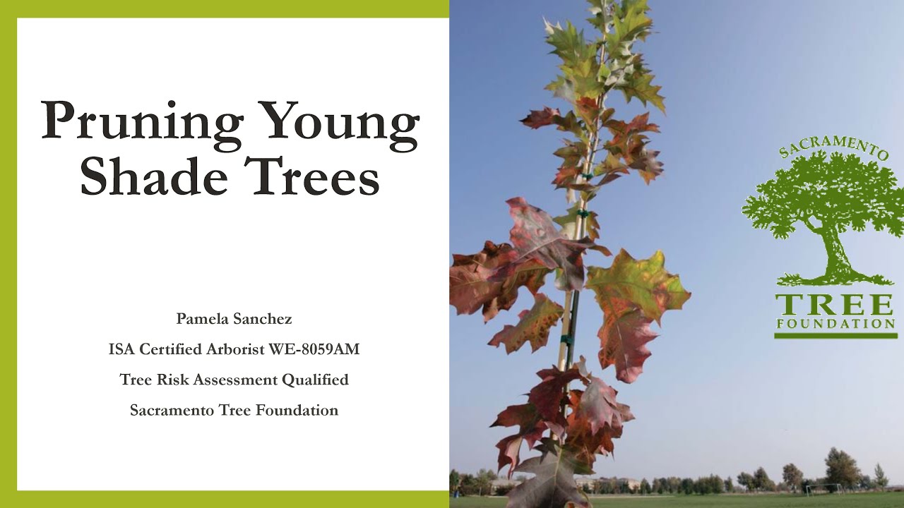 Pruning Young Shade Trees - YouTube