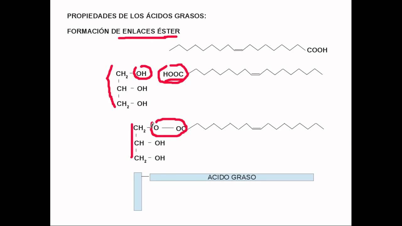 lipidos estructura - YouTube