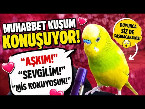 Bu muhabbet kuşu resmen aşık! Oy kurban,mis kokulum,kocam..” gibi sevgi sözcükleri söylüyor 😅🥰