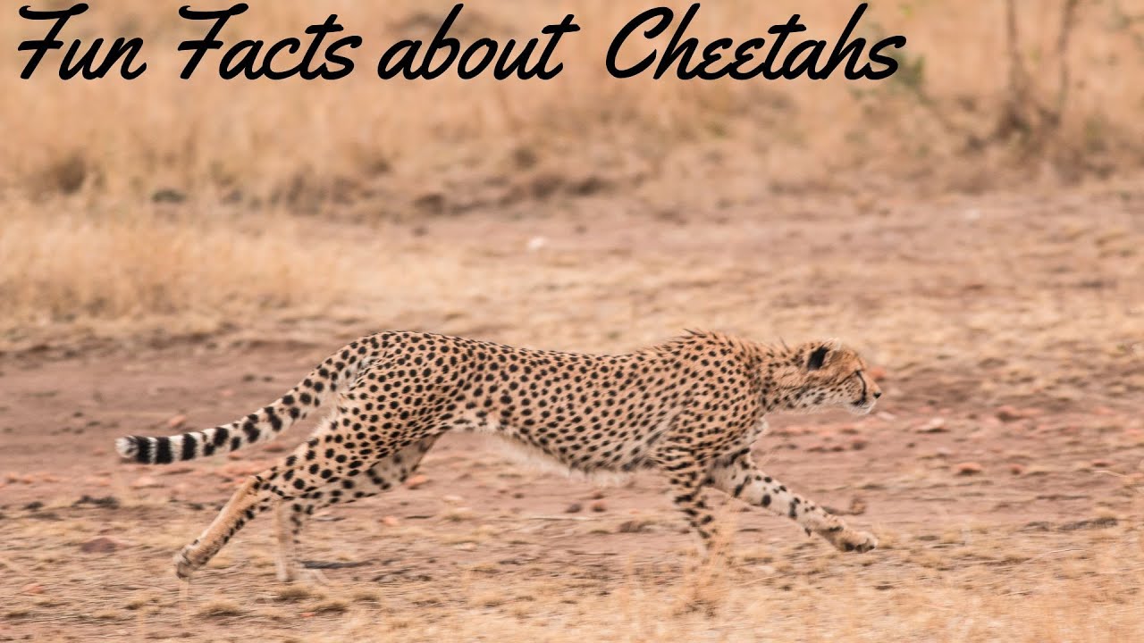 Cheetah Chronicles: Astonishing Fun facts about Cheetahs - YouTube