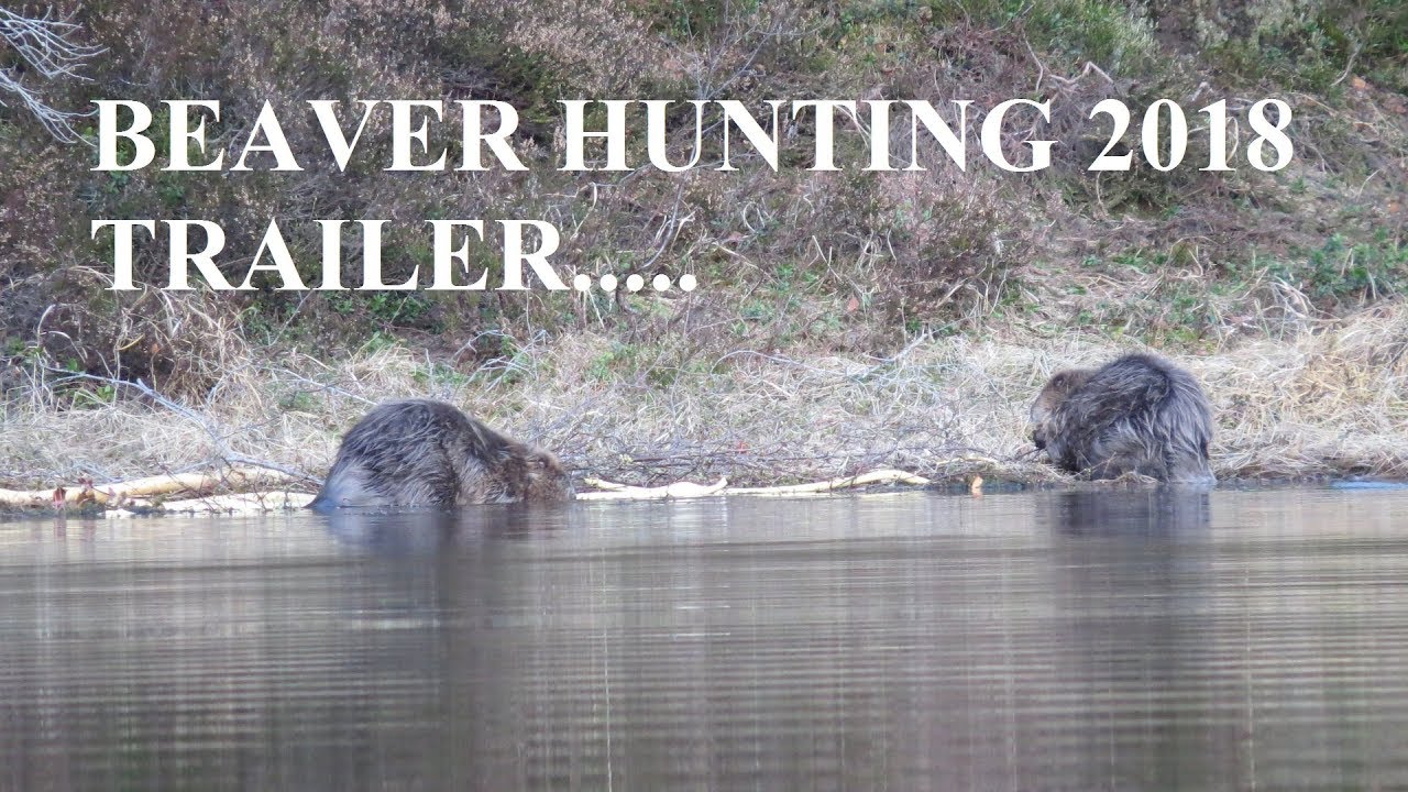 Beverjakt 2018...Trailer/Beaver hunting/Biberjagt - YouTube