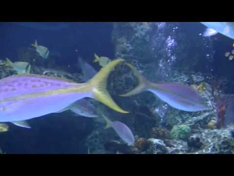 Large Aquarium at The Aquarium Restaurant at the Kemah Boardwalk - YouTube