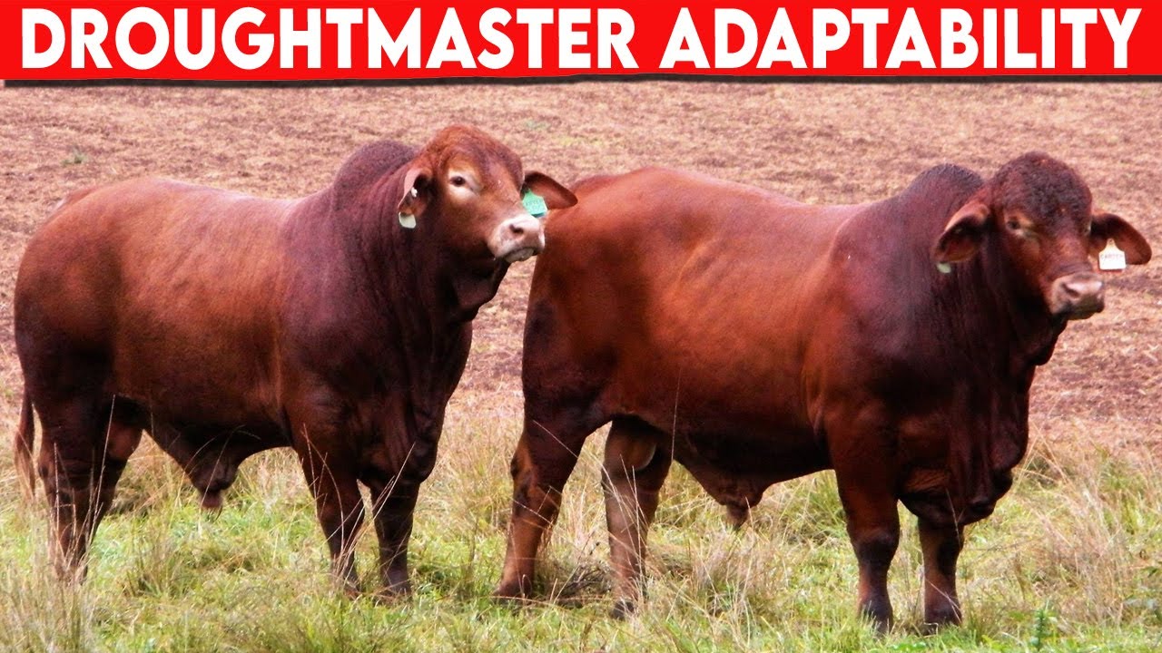 ⭕ Cattle Breeds Droughtmaster Adaptability And Comparative Droughtmaster Cattle // Bulls - YouTube