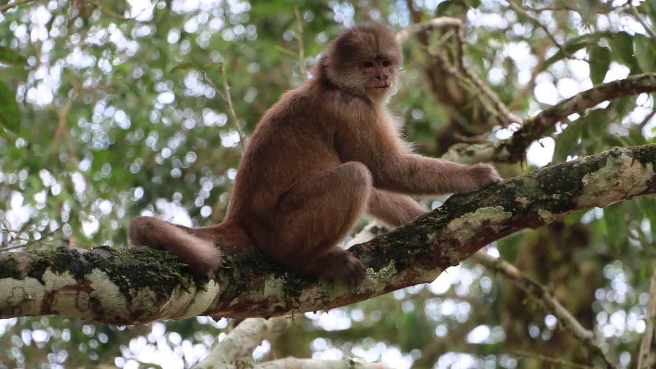 Monkeys at Misahualli, Ecuador - YouTube