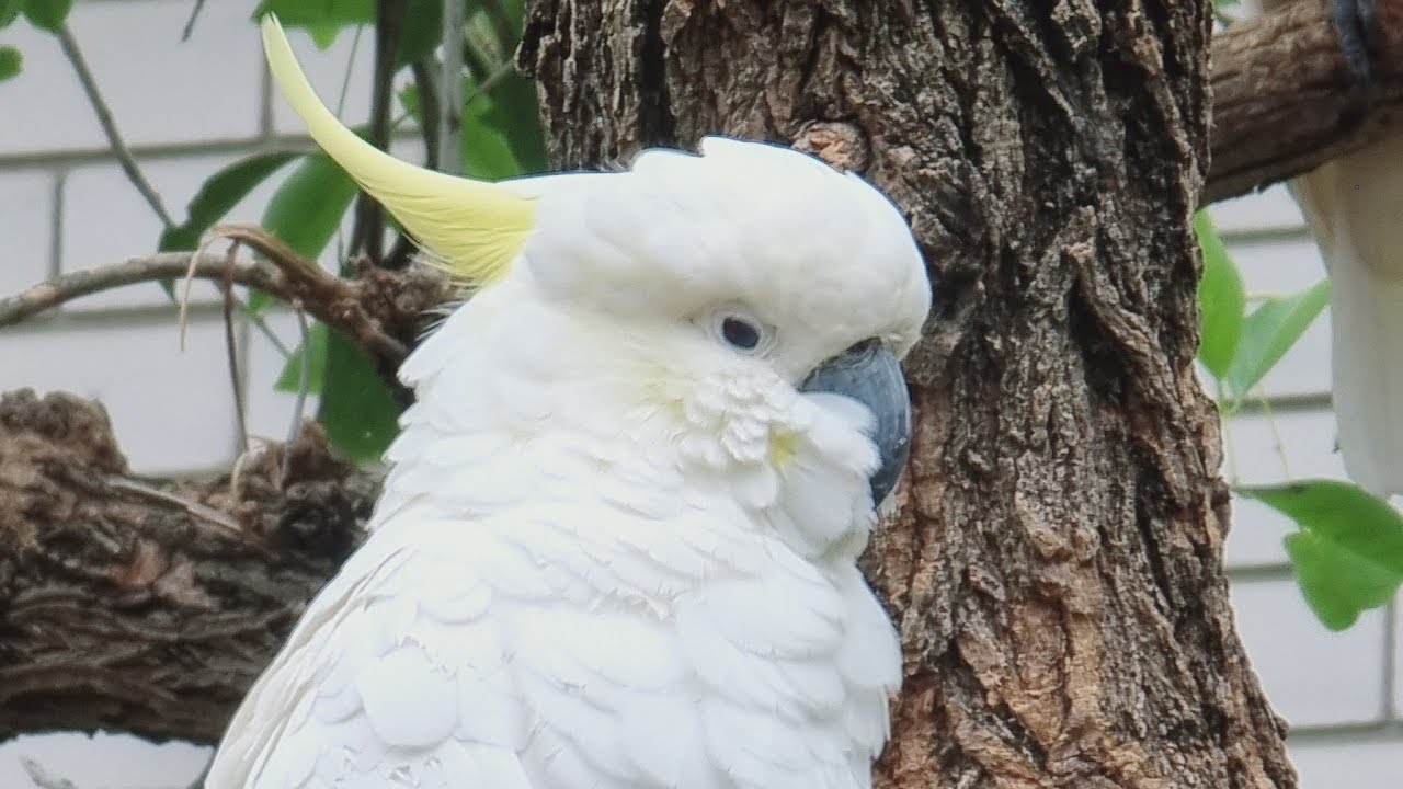Cockatoos, lorikeets, and turkey eating together ️ - YouTube