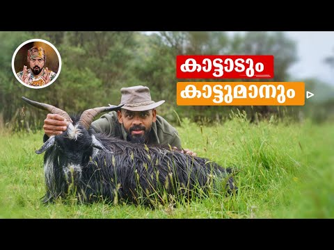 WILD GOAT HUNTING/DEER HUNTING/BEST HUNTING VIDEO/HUNTING IN NEW ZEALAND/FERRELL GOATS