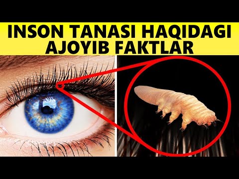 Inson Tanasi Haqidagi Ajoyib Faktlar