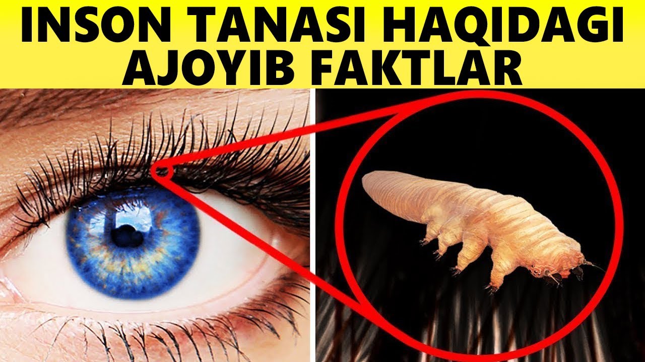 Inson Tanasi Haqidagi Ajoyib Faktlar - YouTube