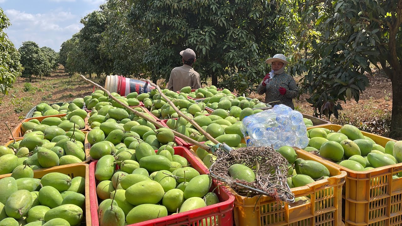 Farming! How to Harvest Mango fruit - Mango Harvest Time - YouTube