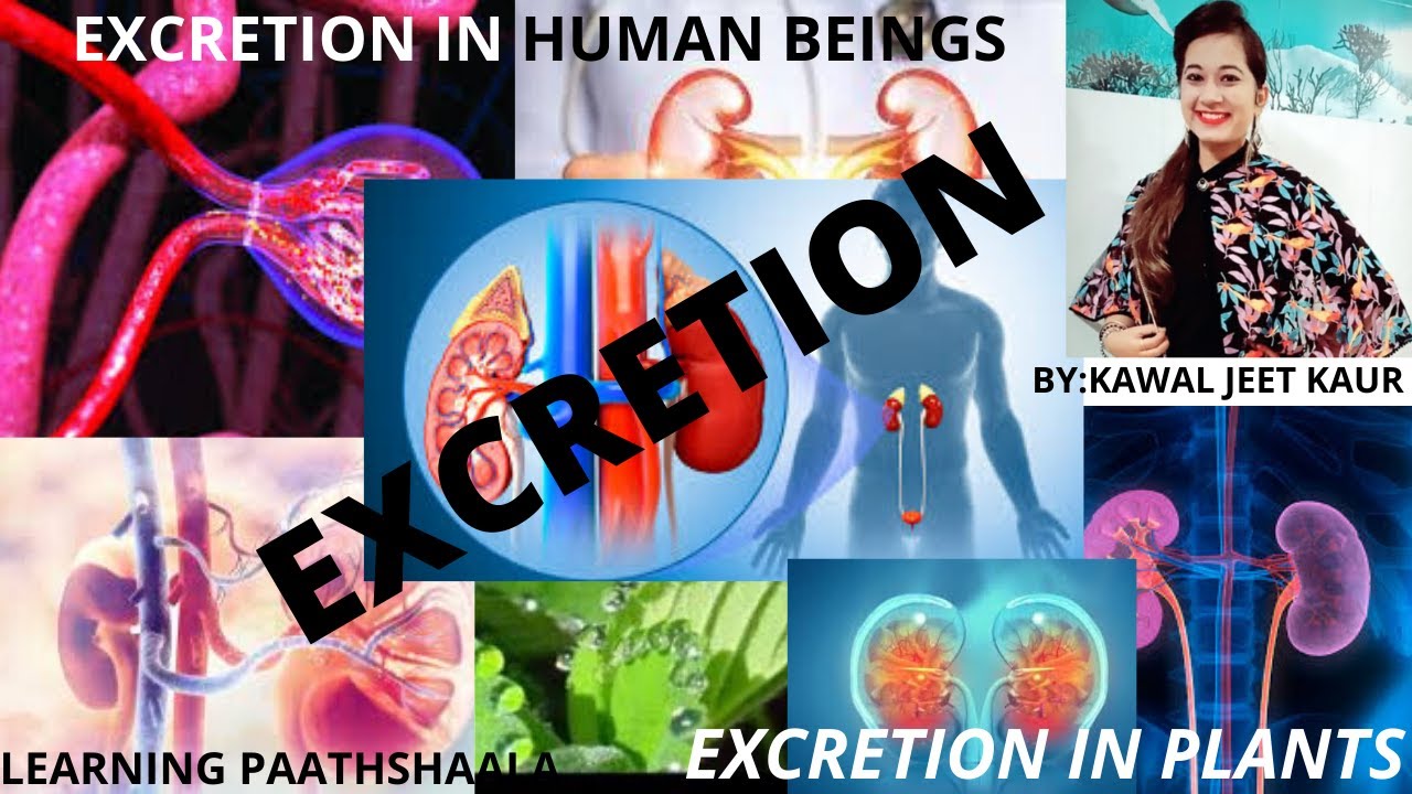 Excretory system in human beings |Excretory system in plants |Excretion ...