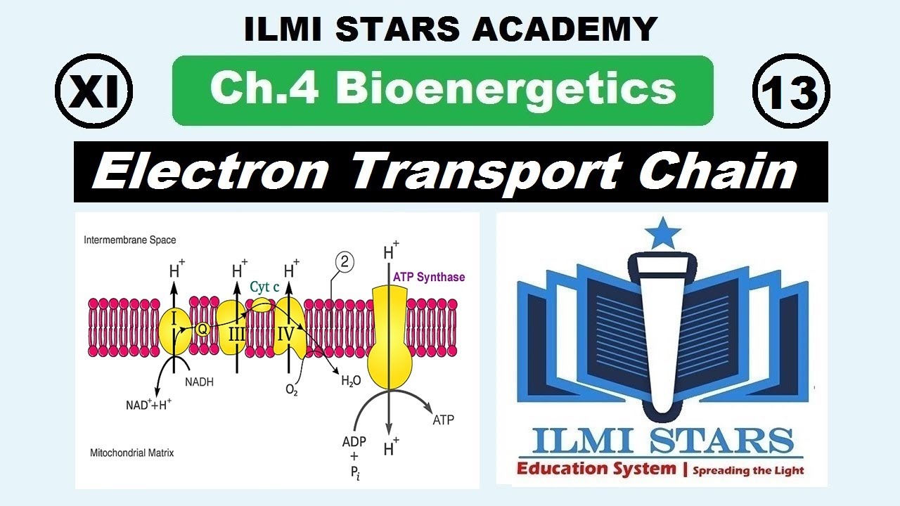 Electron Transport Chain, Class 11 Biology Chapter 4 Bioenergetics ...