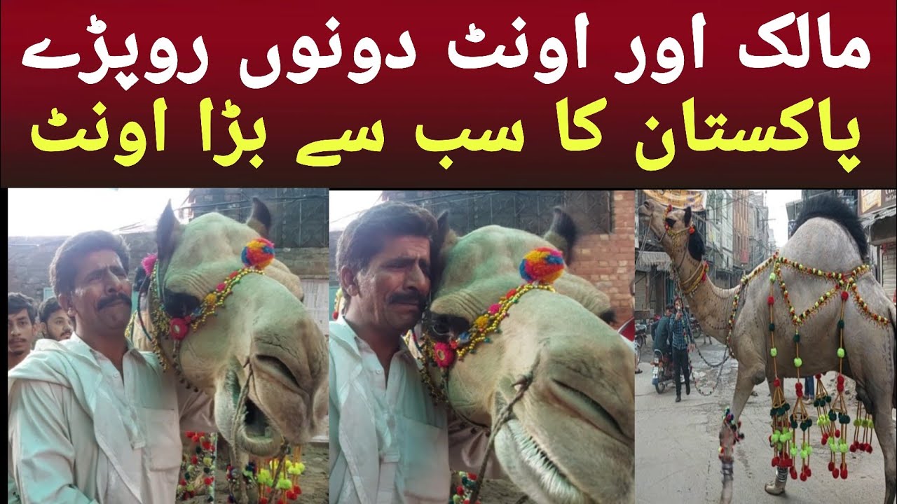 Biggest Camel | Pakistan Biggest Camel | Bakra Mandi - YouTube