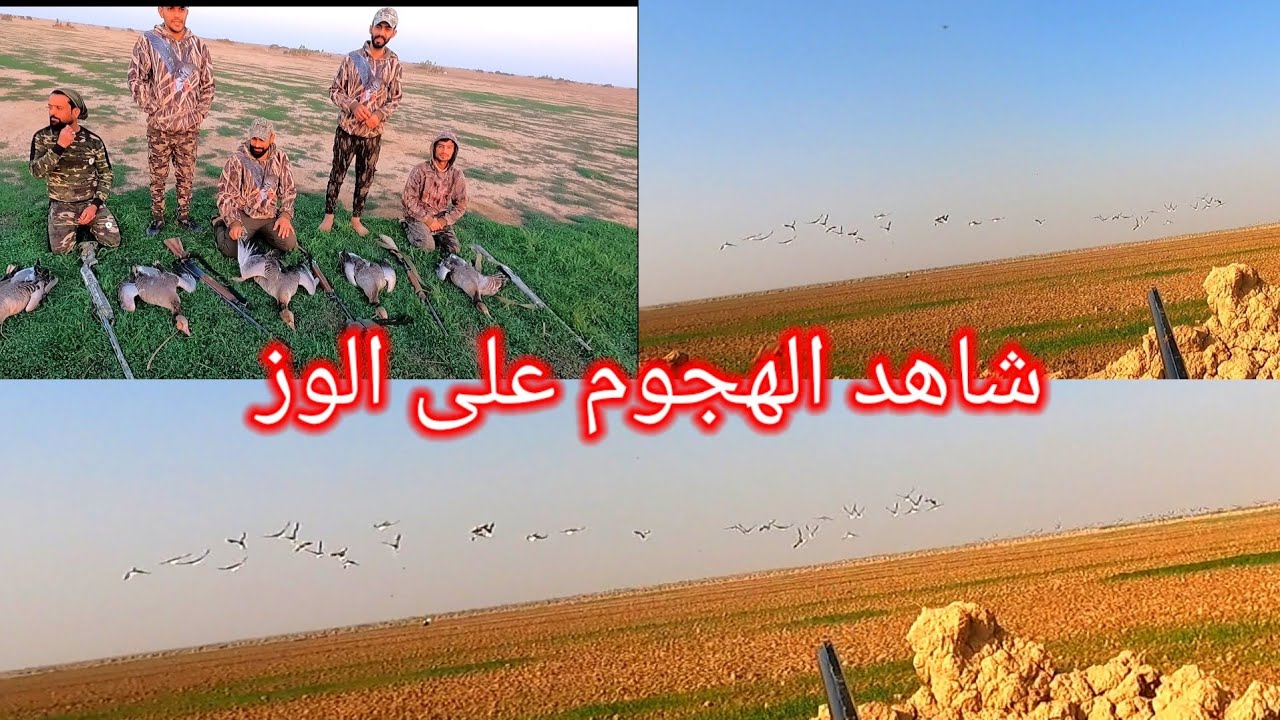 Goose hunting in Iraq صيد الوز شاهد وستمتع الثگيل - YouTube