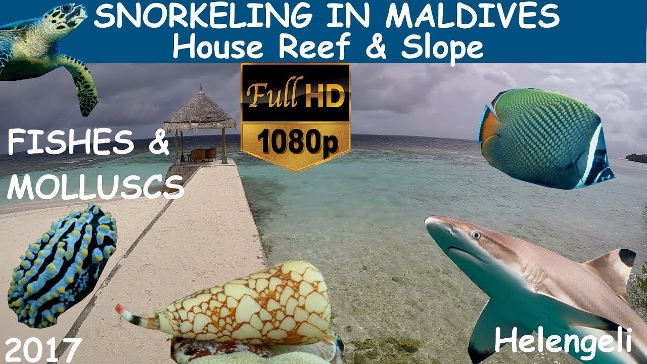 Snorkeling in the Maldives : fishes & sea shells of Helengeli's House ...