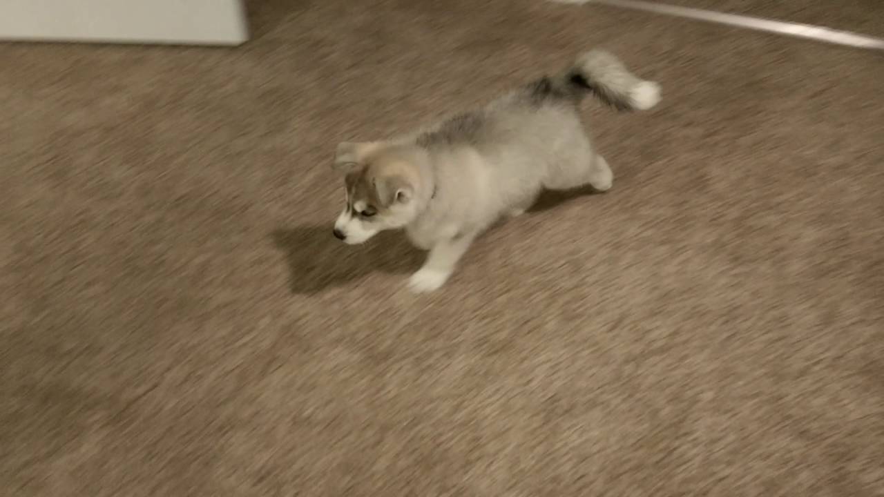 Husky puppy first time going up our stairs - YouTube