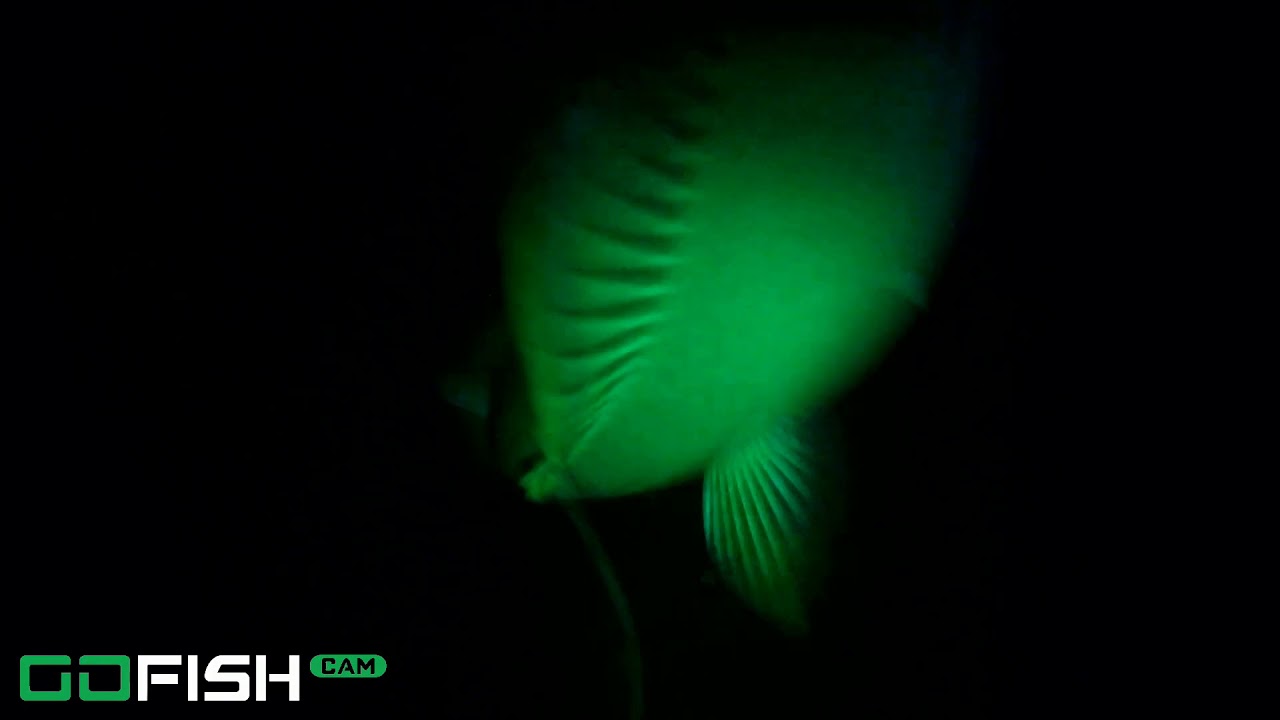 Underwater Camera - Dropper Loop Fishing on the Daily Double - San ...